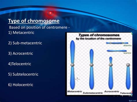 Chromosome Shape And Size Ppt Pptx