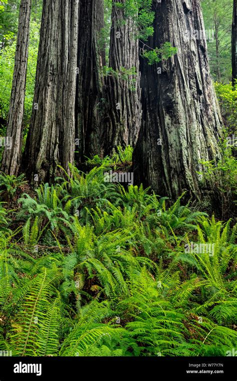 Ca03465 00 California Ferns And Redwood Trees In Prairie Creek