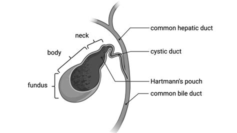 Gallbladder Anatomy Doccheck