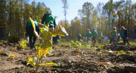 На Рівненщині звільнили всіх керівників лісгоспів