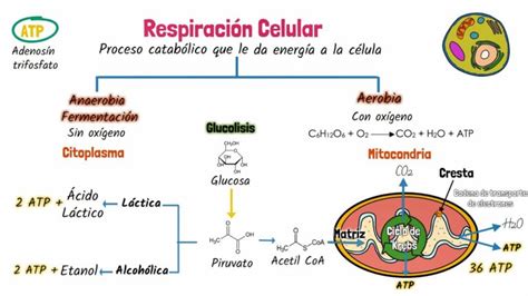 Cuantos Atp Se Producen En La Respiración Celular Descubre La