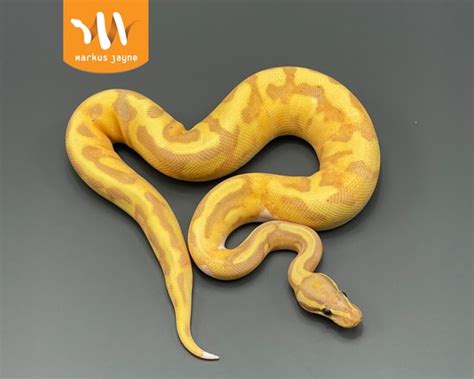 Banana Enchi Java Pastel Piebald Ball Python By Markus Jayne Ball Pythons