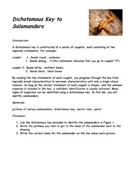 Dichotomous Key By Liesil Dividock TPT