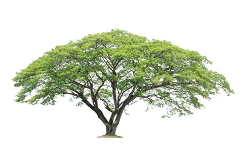 Tree Isolated On White Background Canopy Life Summer Botany PNG Transparent Image And Clipart