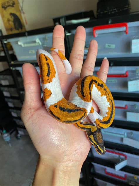 Smash Ball Python