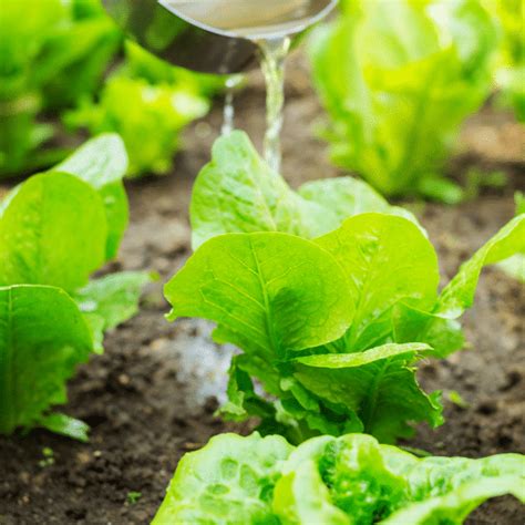 How To Choosing The Best Vegetable Fertilizer For Your Garden