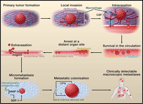Tumor Metastasis Molecular Insights And Evolving Paradigms Cell