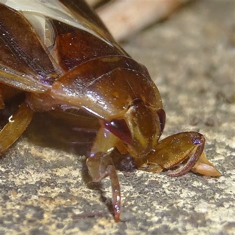 Small Giant Waterbug Project Noah