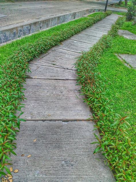 Sidewalk Among Green Grass Stock Image Image Of Pathways 372144731