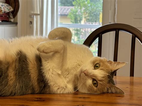 Pixie Margarets Corner