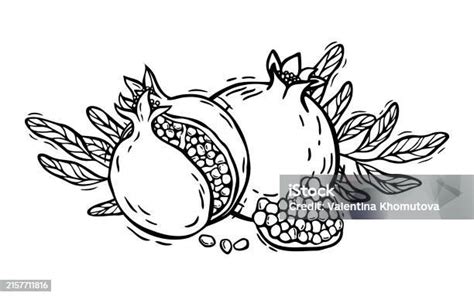 Seeds And Leaves 와 석류 과일의 벡터 구성 식물 흑백 그림 Linocut 스타일로 손으로 그린 그림입니다 포장 메뉴 조리법 엽서의 디자인을 위한 그림 건강한