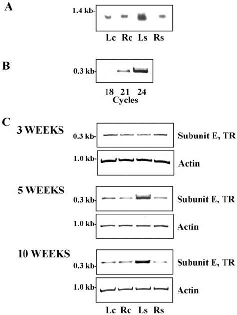 Tissue Specific Differences In Transcript Accumulation Of V Atpase Download Scientific Diagram