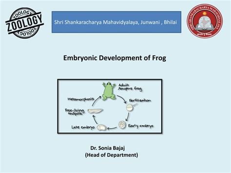 Development Of Frog Up To Formation Of Three Germ Layers Blastula