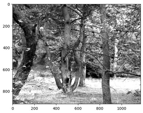 receptive fields — swdb 2024 data book