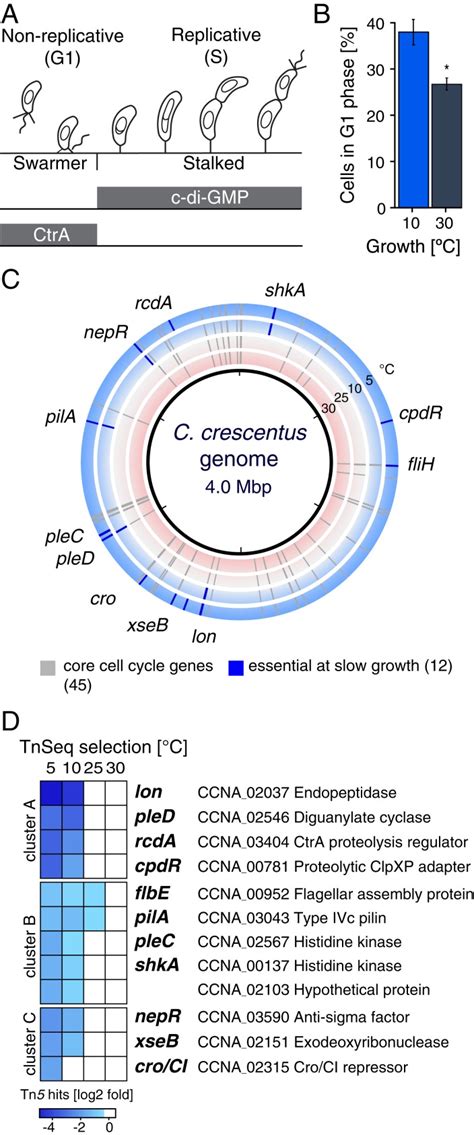 The Type Iv Pilin Pila Couples Surface Attachment And Cell Cycle Initiation In Caulobacter