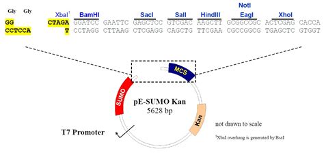 Pe Sumo 上海沪震实业有限公司