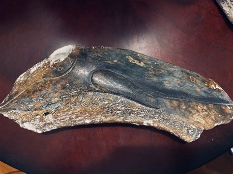 Fossilized Whale Bone Rib Carving