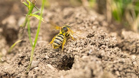 How To Get Rid Of Ground Bees