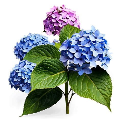 Download Hydrangea Flower Bush Png 06122024