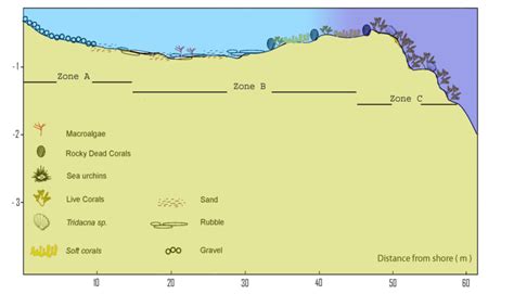 Diagrammatic Cross Section Showing Transect Profile Of The Reef