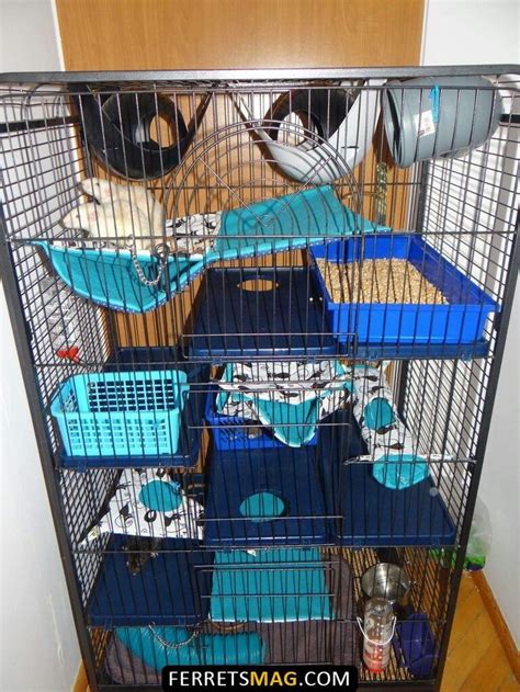 Best Things To Put In A Ferret Cage Best Ferret Cage Accessories Ratto