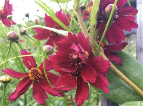 Coreopsis Vert Ruby Red