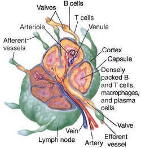 Lymph Node Definition Of Lymph Node By Medical Dictionary