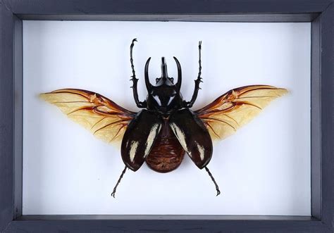 Framed Insect Taxidermy Insect Taxidermy Taxidermy