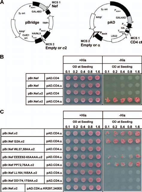 Assembly Of A Tripartite Complex Of Nef The Cytosolic Tail Of Cd4 And Download Scientific