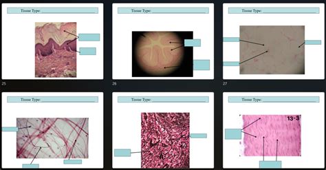 Tissues Pt 2 Diagram Quizlet