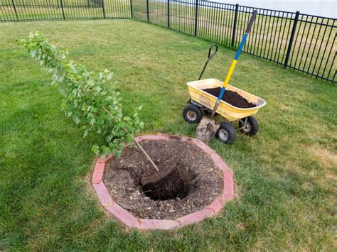 Maple Tree Plant System