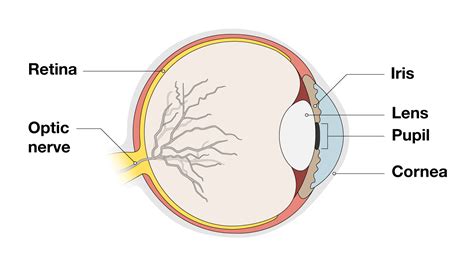 Iris Diagram Laser Iridotomy For Glaucoma Glaucoma Associates Of