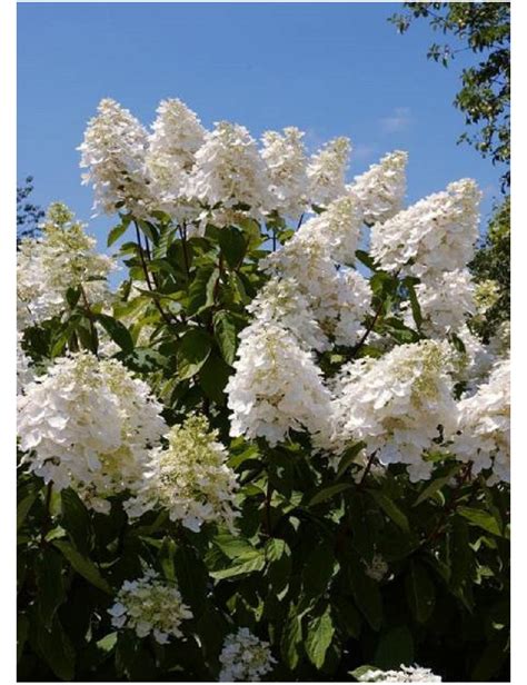 Hydrangea Paniculata Unique