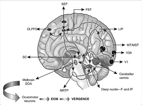 3 Vergence Related Brain Areas Dlpfc Dorsolateral Prefrontal Cortex