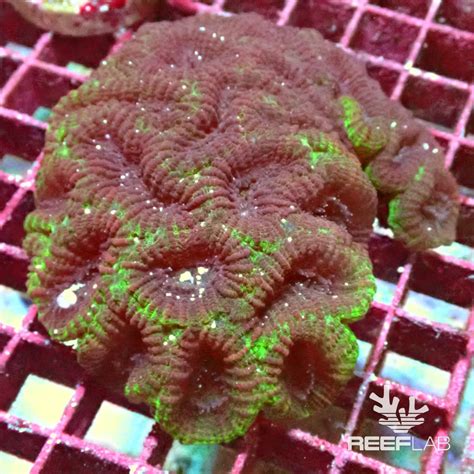 Favites Spp Reeflab