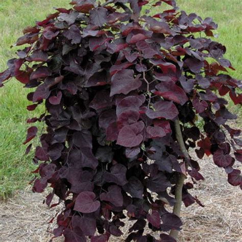 Cercis Canadensis ‘ruby Falls Russell Nursery
