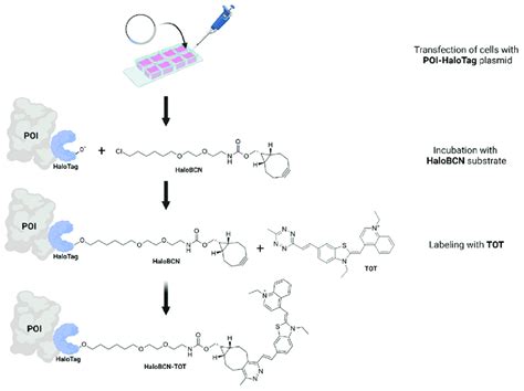 Scheme 2 The Workflow Of Biorthogonal Labeling With Thiazole Orange Download Scientific