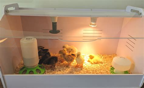 Chick And Duckling Hatch Program For Schools — Pip Hatch Learn