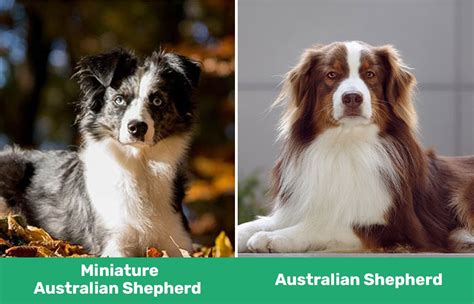 Miniature Australian Shepherd vs. Australian Shepherd: The Differences (With Pictures) – Dogster
