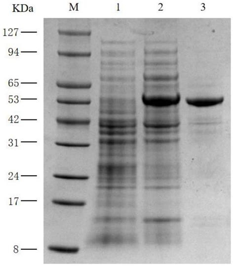 一种碱性木聚糖酶及其编码基因与应用