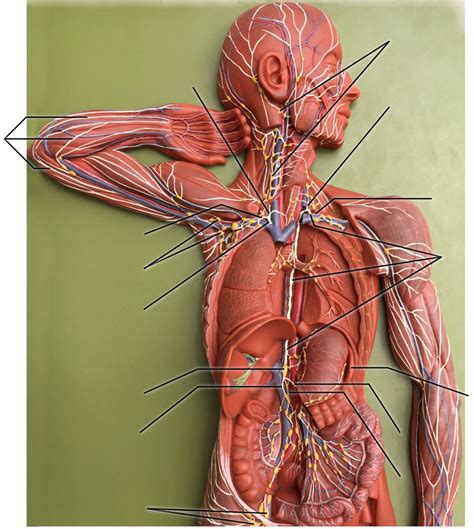 Lymph System Diagram Quizlet