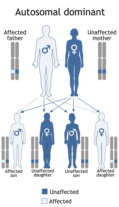 Rosalind Glossary Dominant Allele