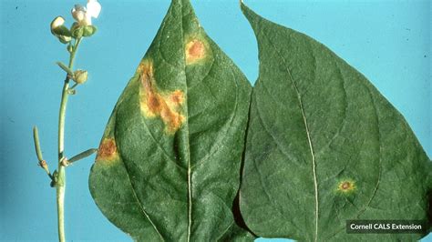 Common Bacterial Blight Usu