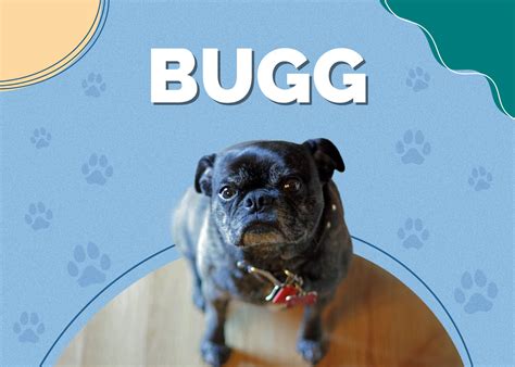 Bugg Dog Breed