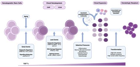 Molecular Pathways In Clonal Hematopoiesis From The Acquisition Of