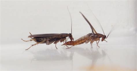 Cockroach Sex Has Taken A Strange Turn The New York Times
