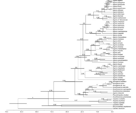 Time Calibrated Bayesian Species Tree For African Agama Estimated Using