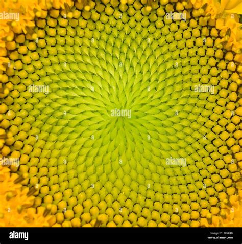 Fibonacci Spiral Sunflower Hi Res Stock Photography And Images Alamy