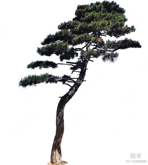 Png免抠造型松高杆油松下载【id1154624894】undefined