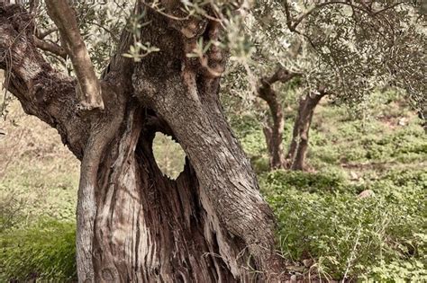 Premium Photo View Of Tree Trunk On Field